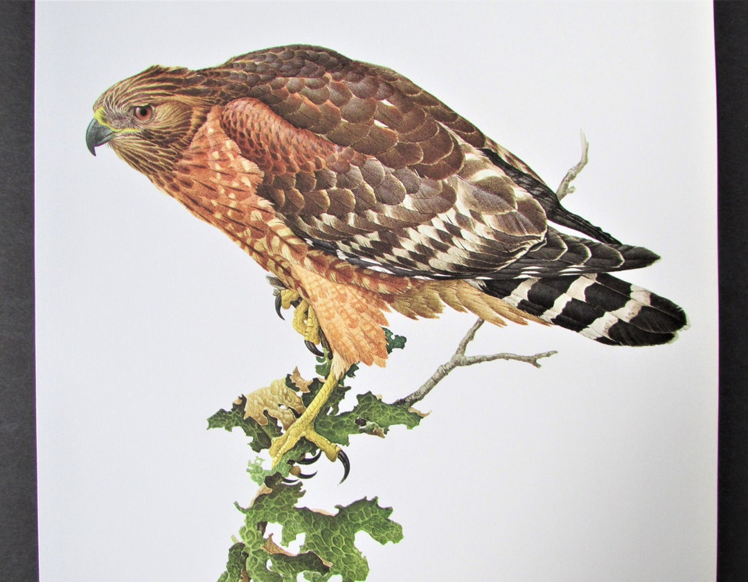 Red Shouldered Hawk Bird Art Print, Book Plate/ 1960's Bird of Prey ...