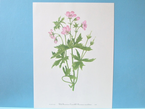 Lithographs Wild flower Spotted Cranesbill Botanical Art Print ...