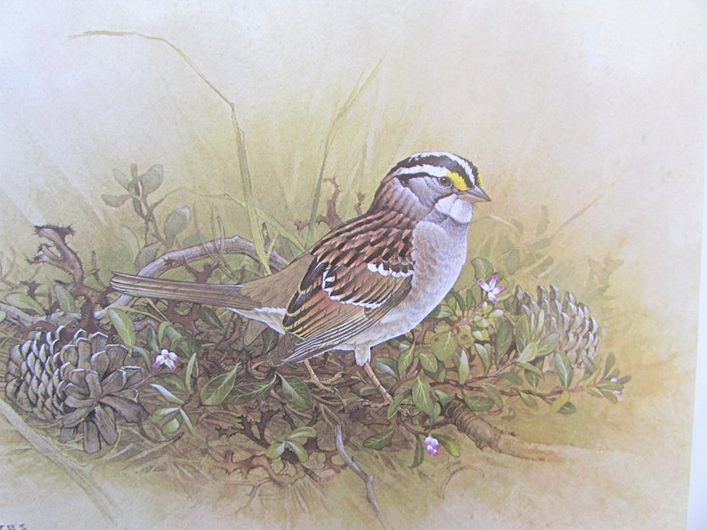 White Throated Sparrow Bird Art Print Book Plate/ 1960's | Etsy
