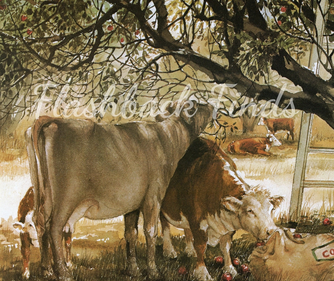 Cows, Cattle Eating Apples Art Print/ Farm Animals in Orchard, Idyllic ...