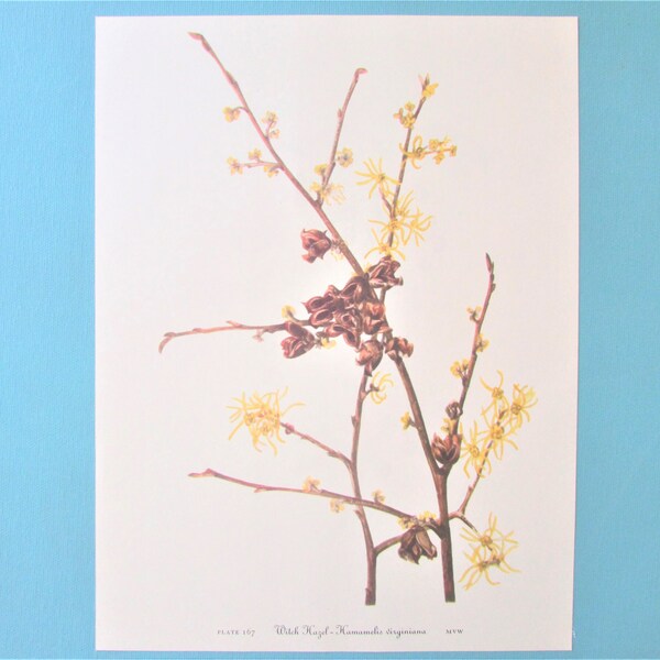 Witch Hazel - Etsy