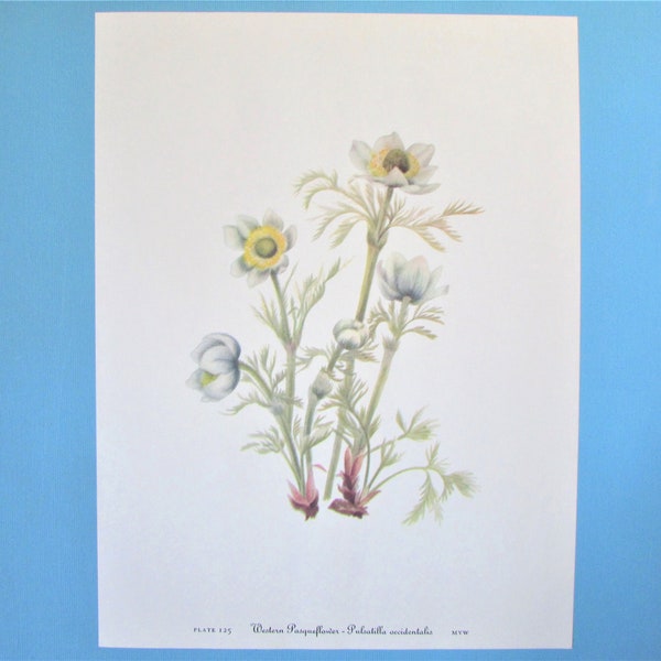Botanical Book Plate - Etsy