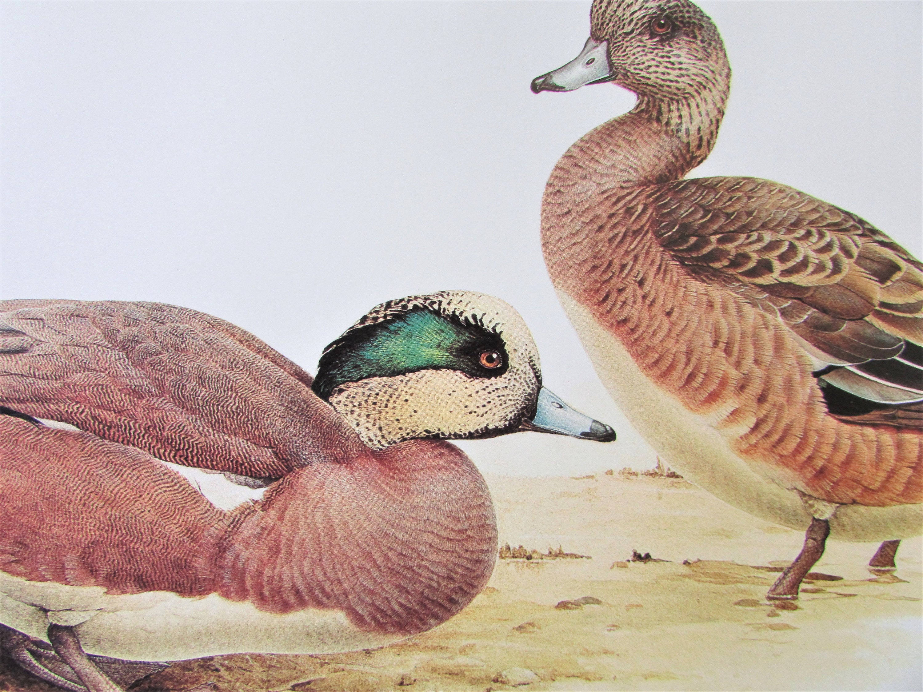 American Wigeon Duck Art Print, Book Plate/ 1970's Large Waterfowl Book ...