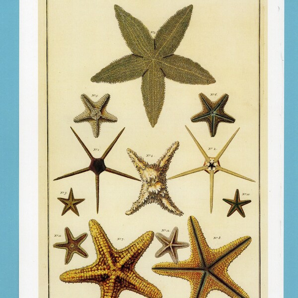 Albertus Seba - Etsy