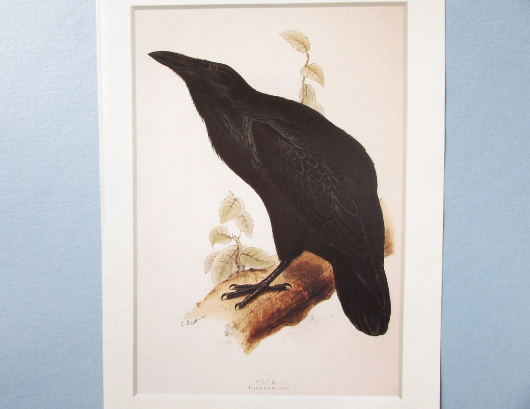 Raven Bird Art Print, Book Plate/ 1800's Colour Book Page Plate by ...