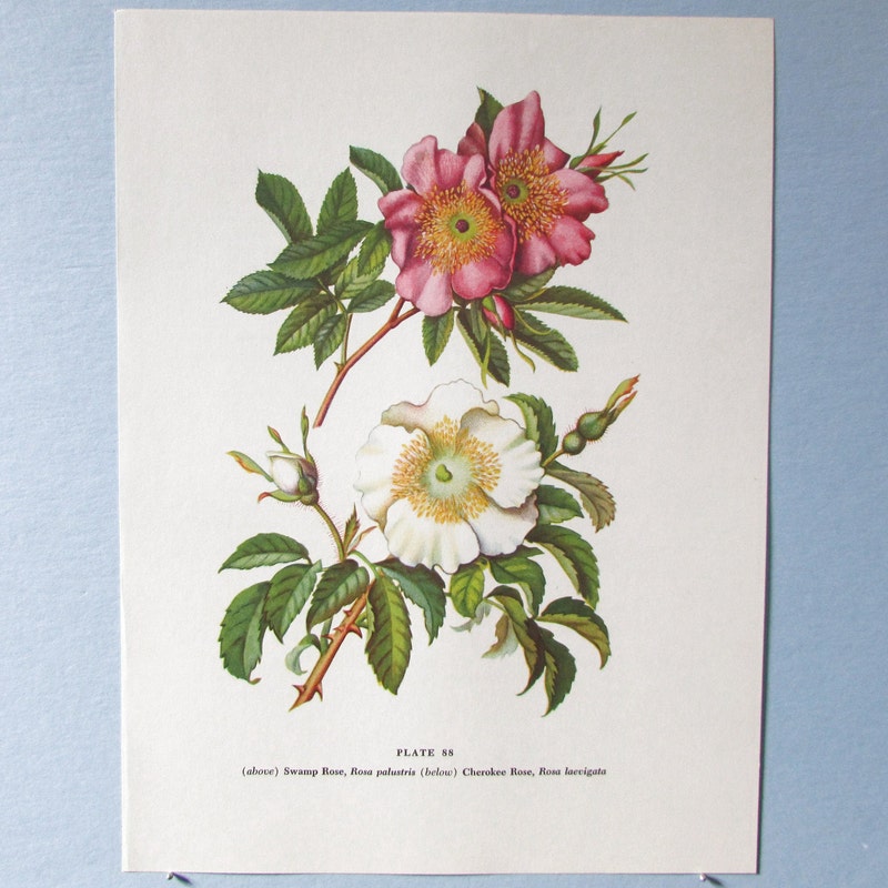 Botanical Rose Print - Etsy