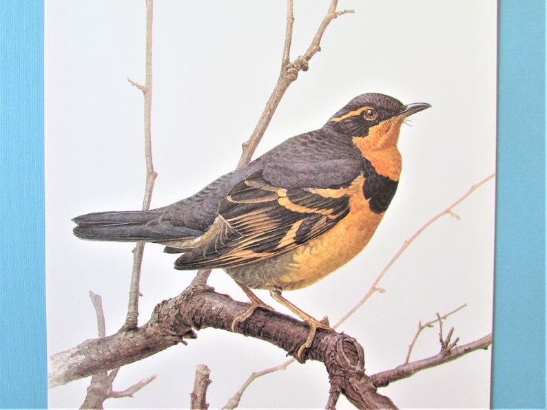 Varied Thrush Bird Art Print Book Plate/ 1970's Large | Etsy