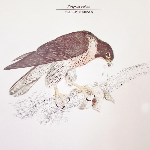 Peregrine Falcon - Etsy