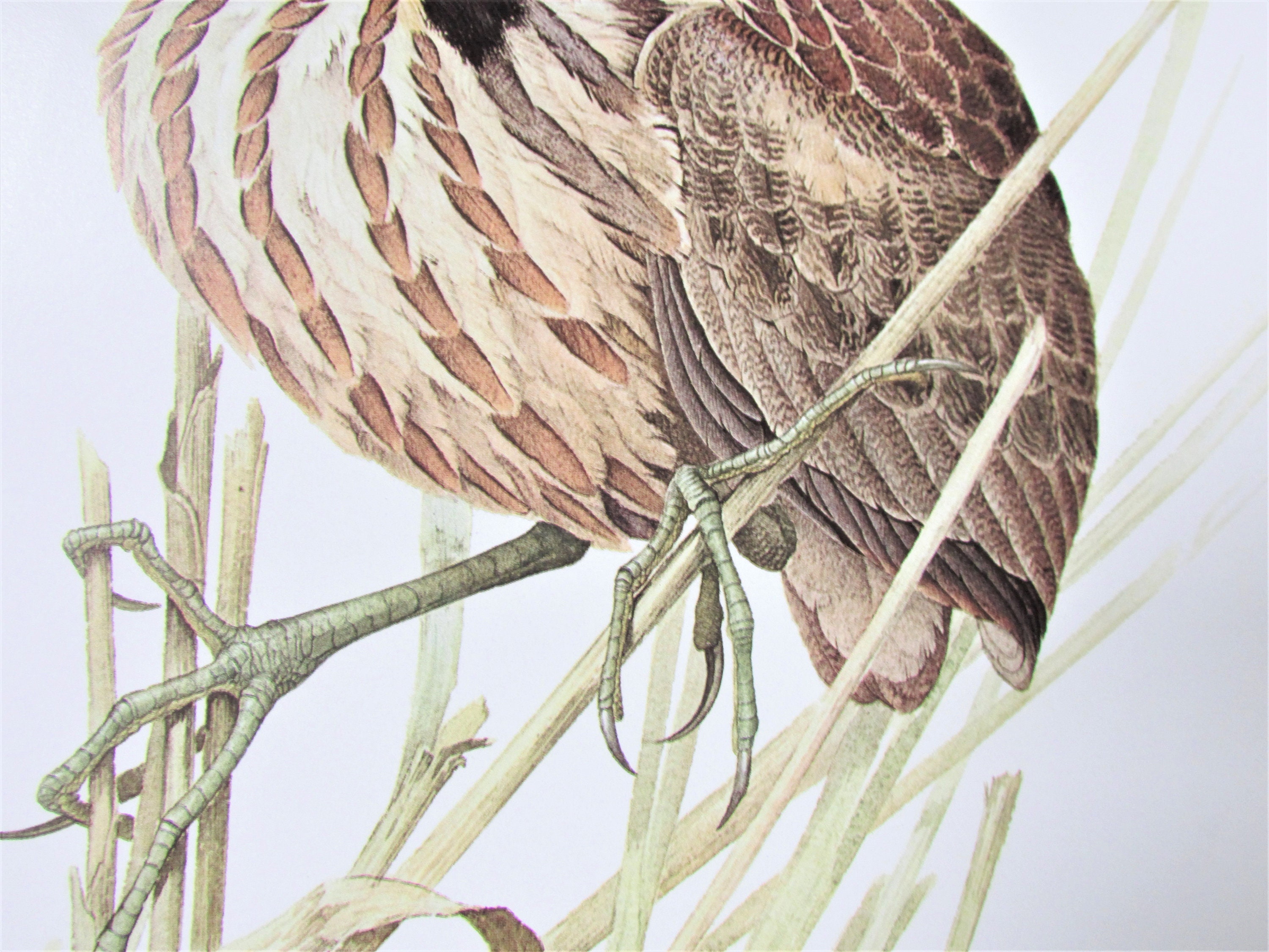 American Bittern Bird Art Print Book Plate/ 1960's Water | Etsy