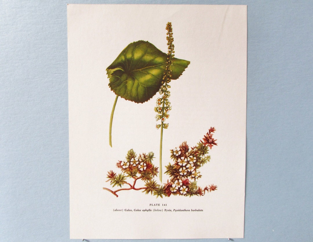 Wild Flower Pixiemoss & Beetleweed Botanical Art Print/ Wildflower ...