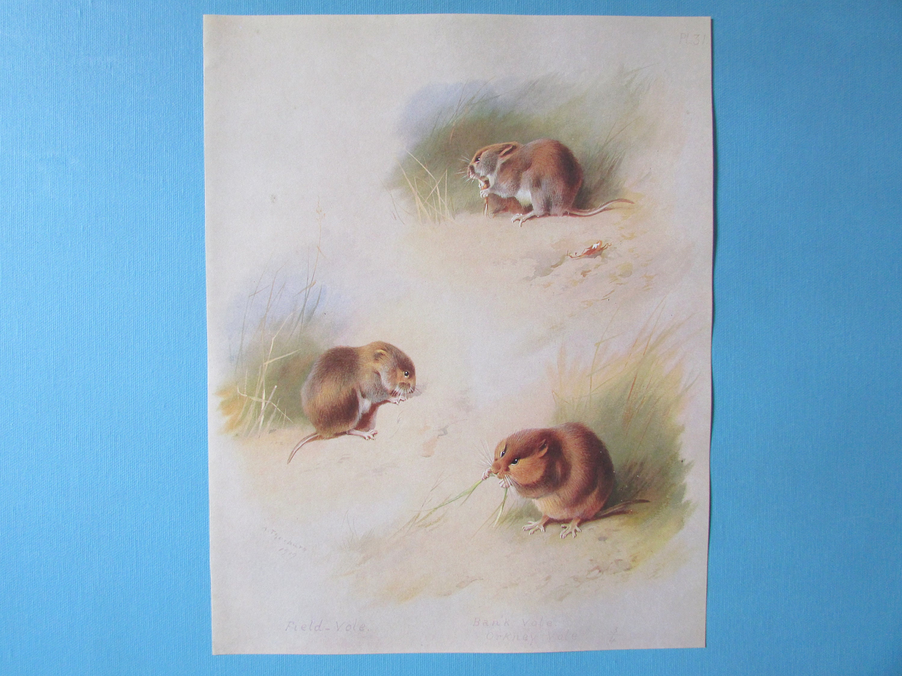 European Water Vole Animal Art Print Book Plate/ Voles Large - Etsy