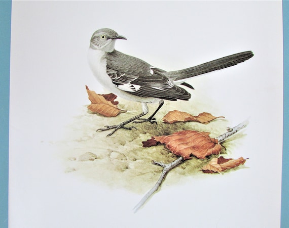 Mockingbird Bird Art Print Book Plate/ 1960's Large | Etsy