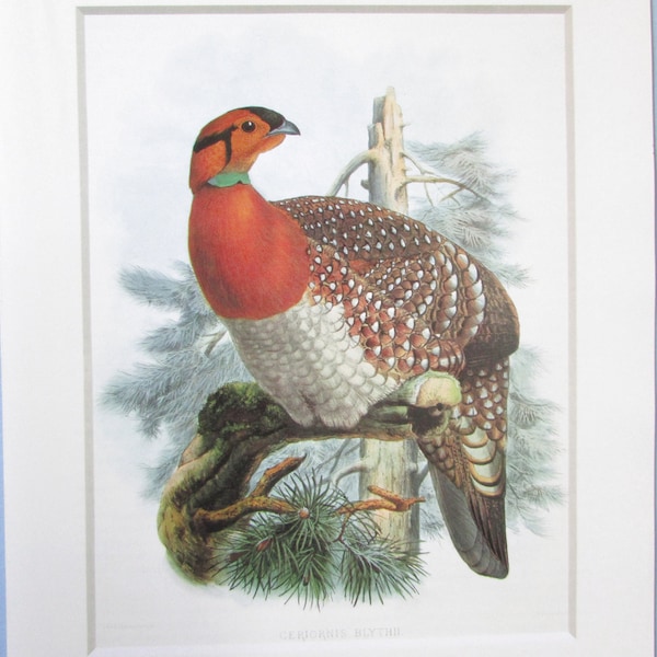 Tragopan - Etsy