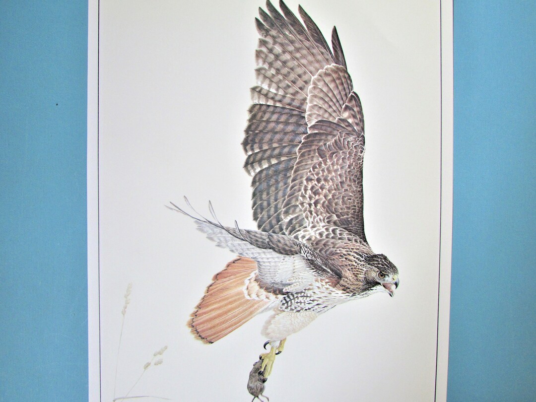 Red-tailed Hawk Bird Art Print, Book Plate/ 1970's Bird of Prey Book ...