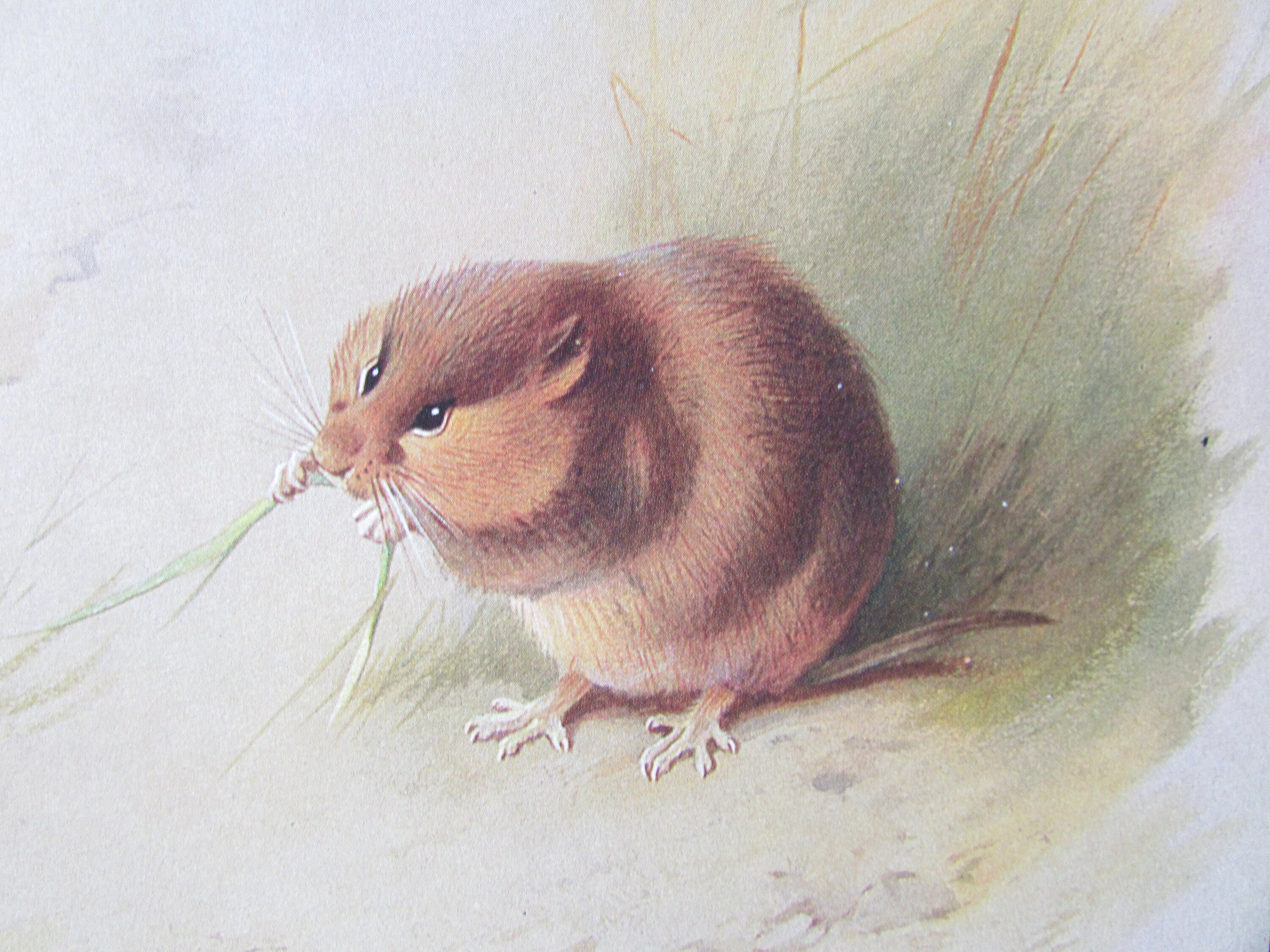 European Water Vole Animal Art Print Book Plate/ Voles Large - Etsy