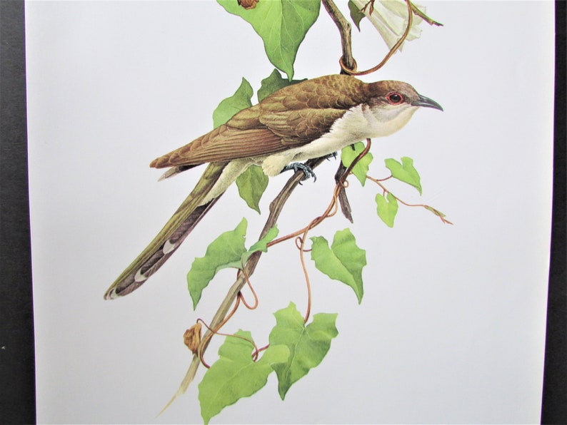 Black Billed Cuckoo Bird Art Print Book Plate/ 1960's | Etsy
