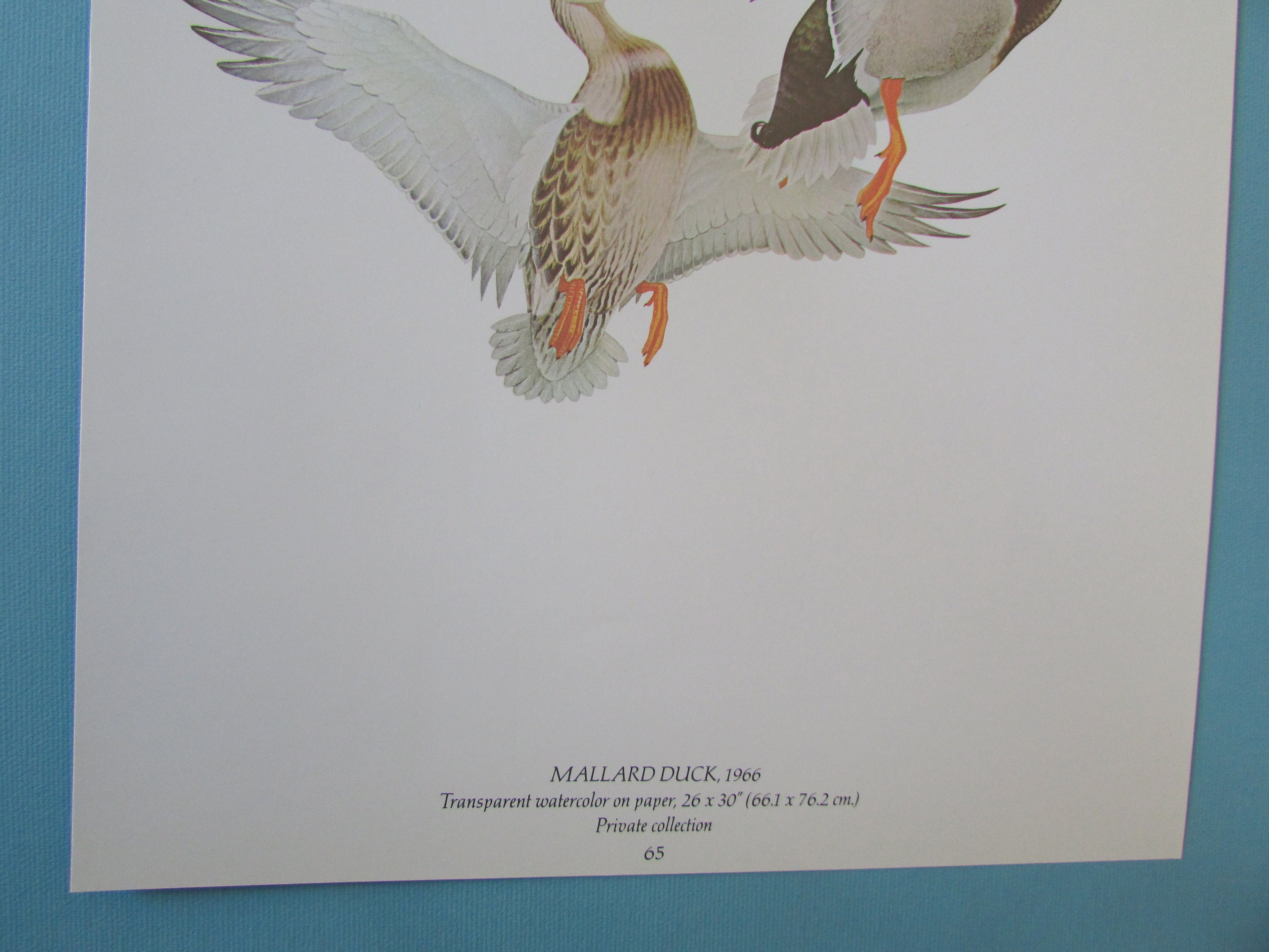 Mallard Duck Bird Art Print, Book Plate/ 1960's Large Waterfowl Book ...