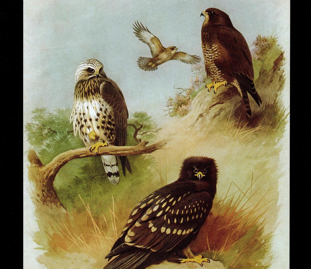 Osprey, Eagle Bird Art Print/ Golden Eagle and White Tailed Eagle Book ...