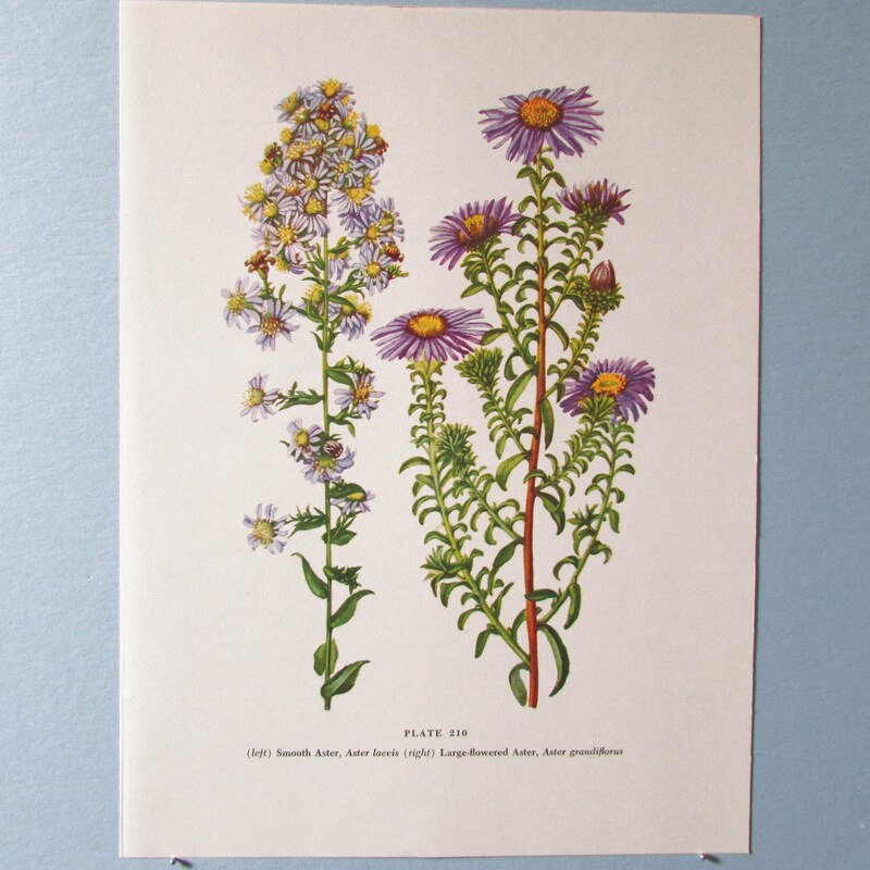 Aster Prints - Etsy UK