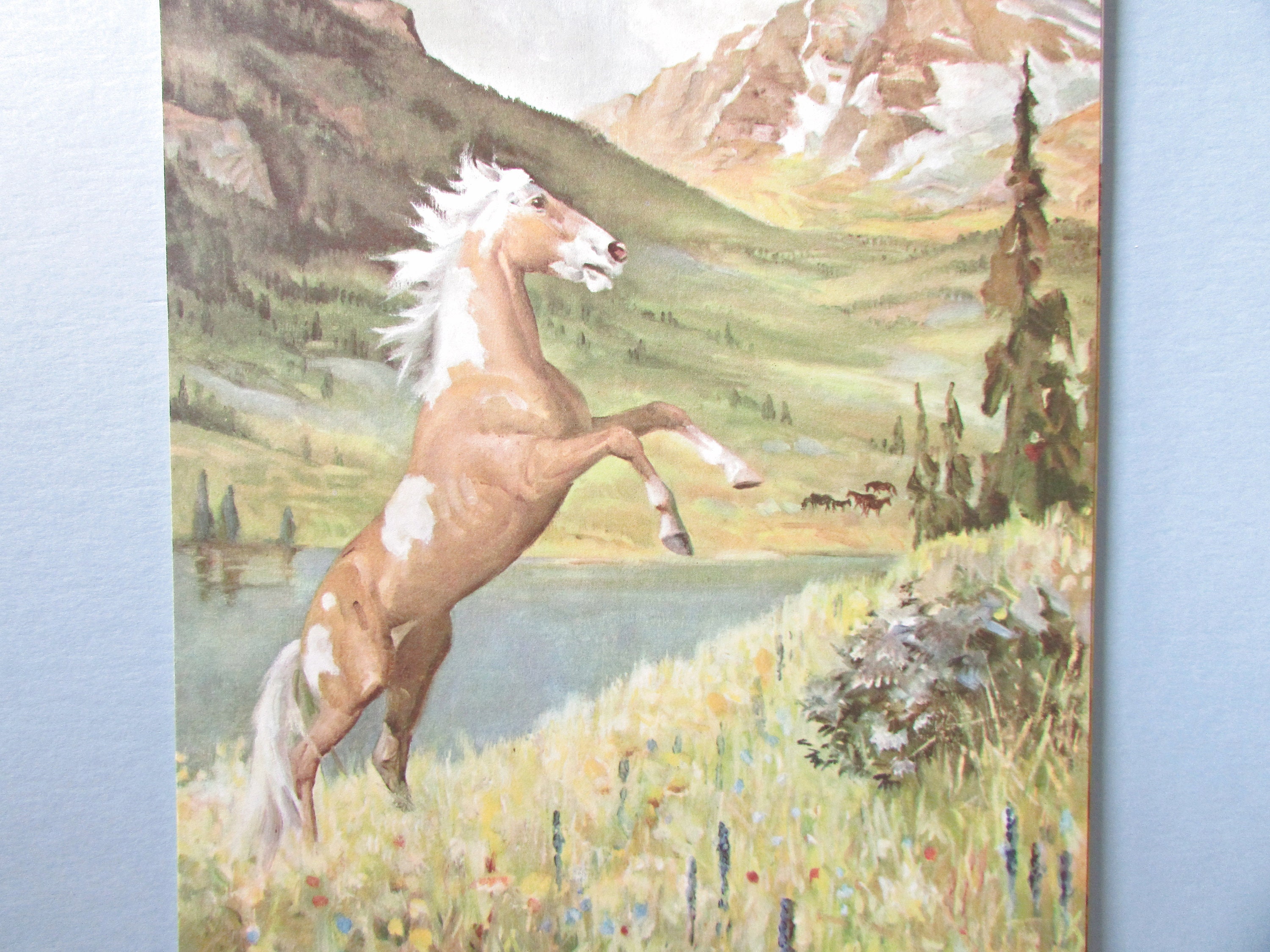 Wild Mustang Horse Drawing