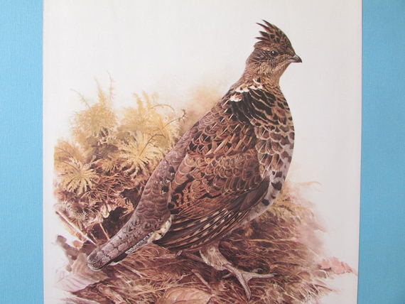 Ruffed Grouse Bird Art Print Book Plate/ 1970's Large | Etsy