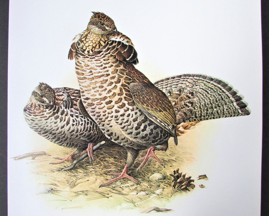 Ruffed Grouse Bird Art Print, Book Plate/ 1960's Game Bird Book Page ...