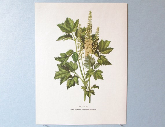 Black Cohosh Drawing