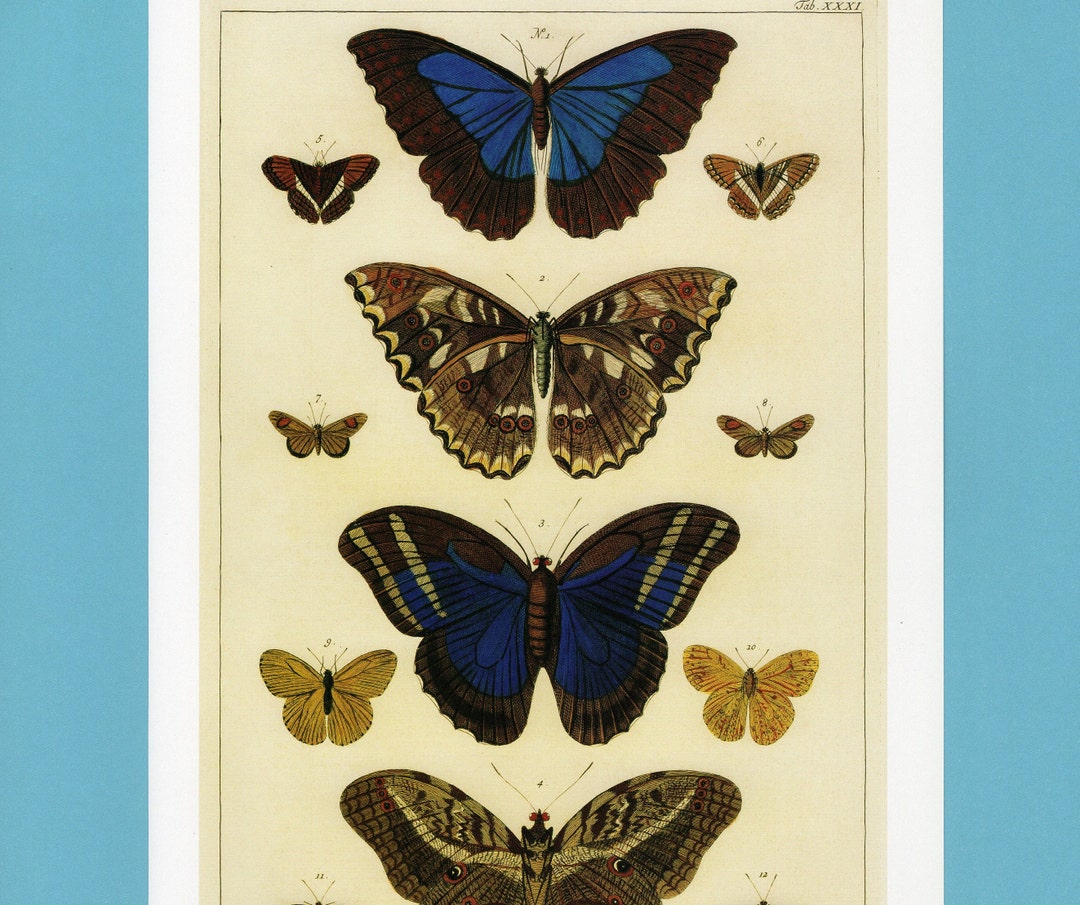 Tropical Blue Morpho Butterfly Art Print/ Insect, Natural History ...