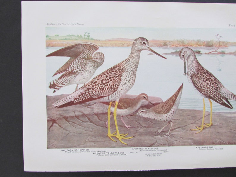 Sandpipers, Yellow Legs Bird Print, Book Plate/ 1930's Spotted ...