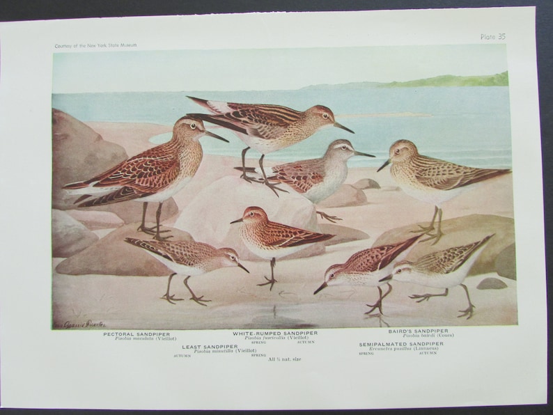 Sandpipers, Yellow Legs Bird Print, Book Plate/ 1930's Spotted ...