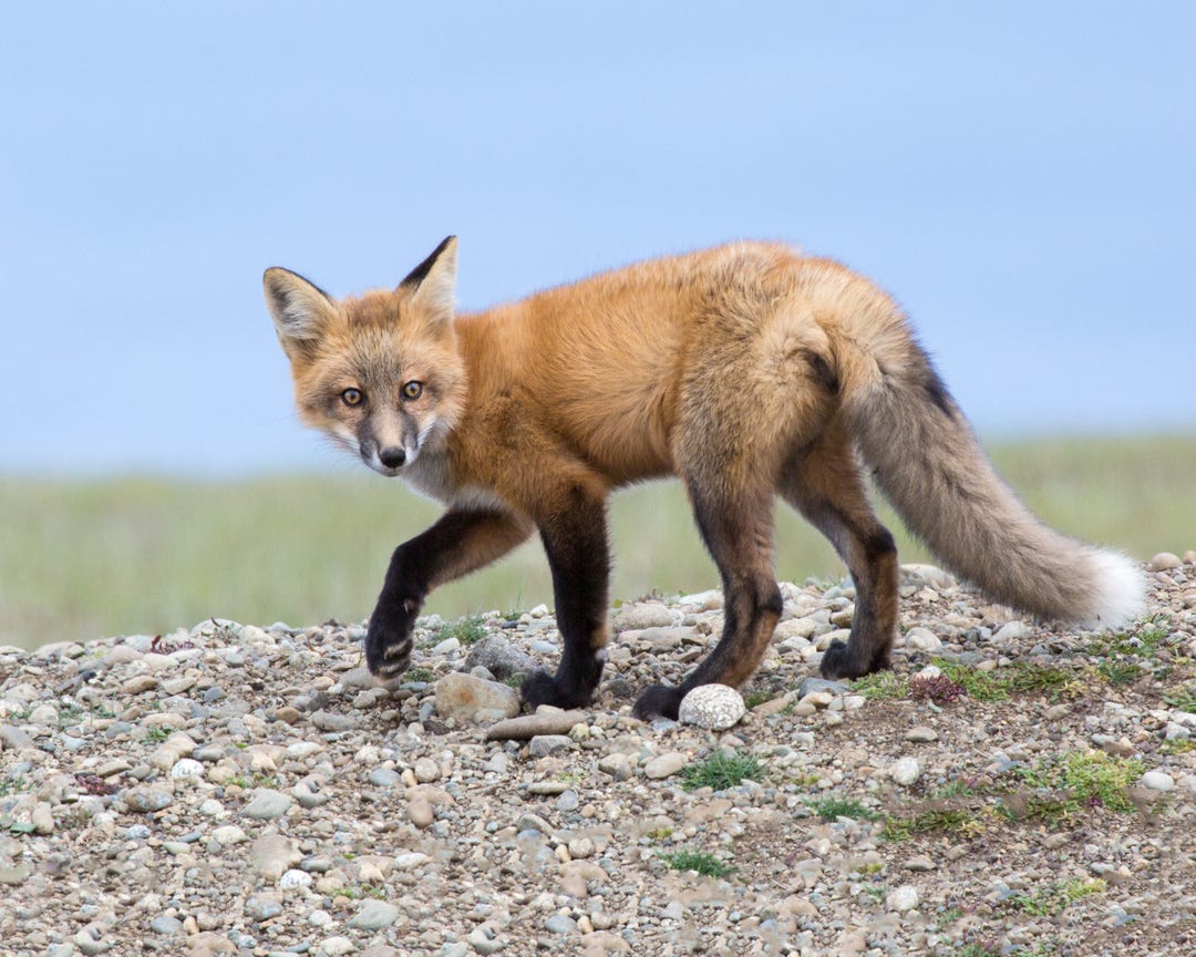 Fox Face Forward - Etsy