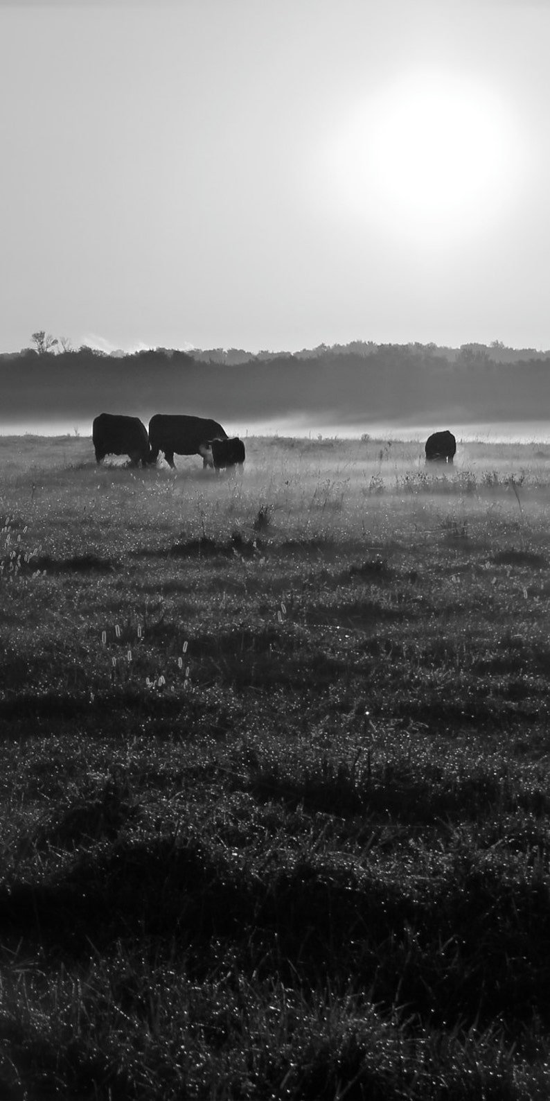Cattle in the Distance Black and White - Etsy