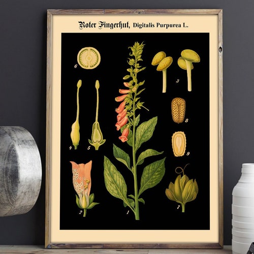 Large Wall Art Botanical Art Botany Print Large Botanical - Etsy