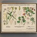 Very Rare Landscape Botanical Art Large Landscape Print - Etsy