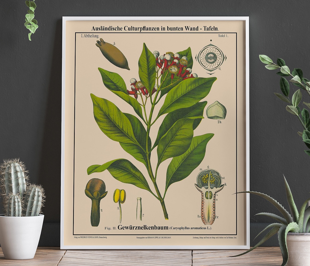 Cloves Botanical Art Print Cloves Spices Indonesian Cuisine - Etsy