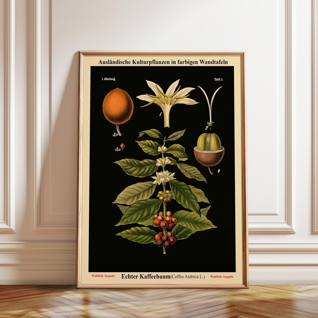 Old Educational Chart German Botanical School Chart Black Background ...