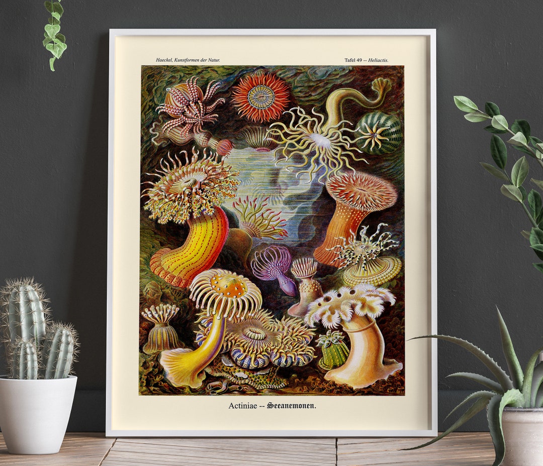 Shrimp Wall Art Shrimp Decor Shrimp Poster Shrimp Illustration - Etsy