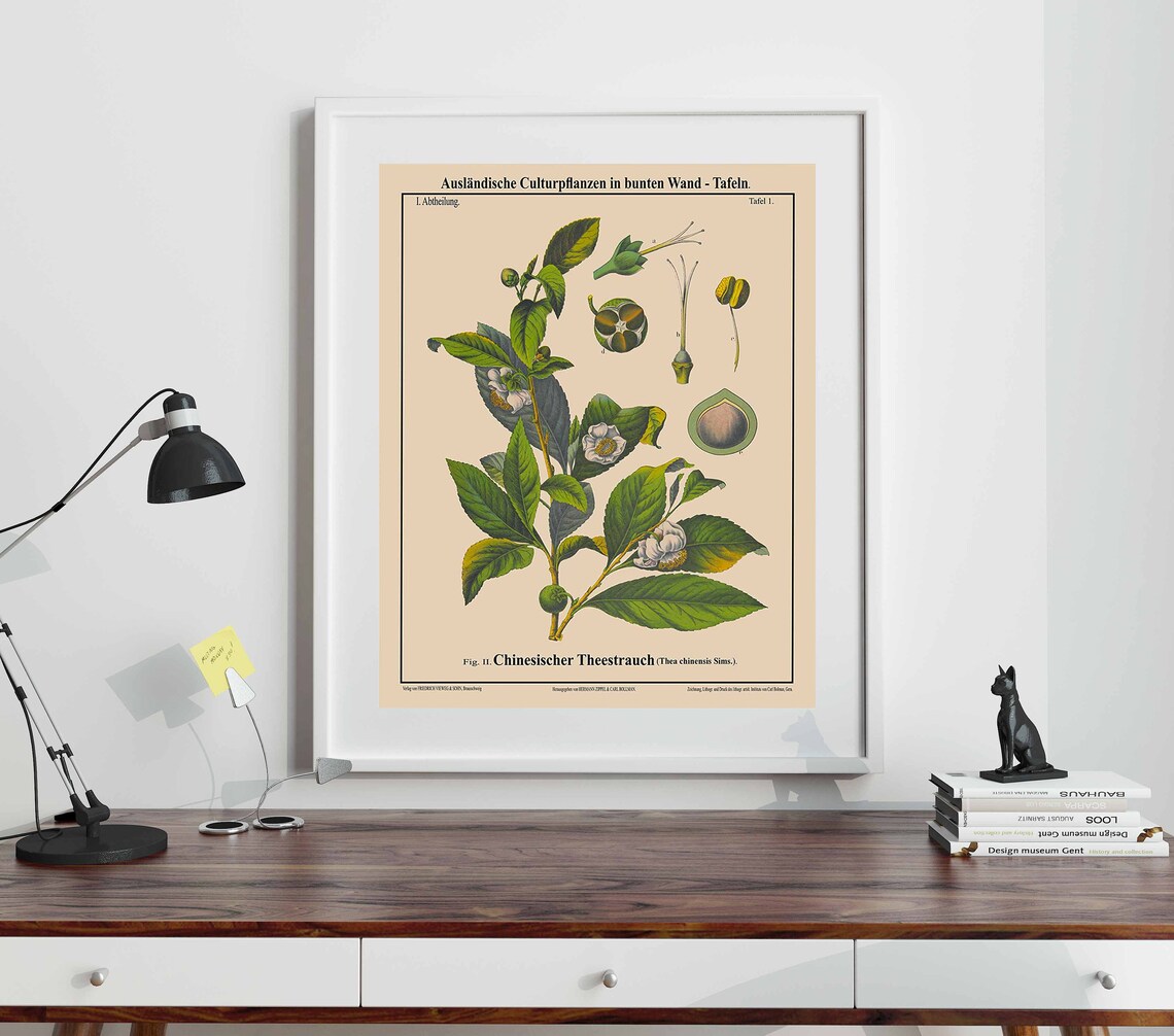 Tea Tree Botanical Print Tea Botanical wall Art Thea Chinensis | Etsy