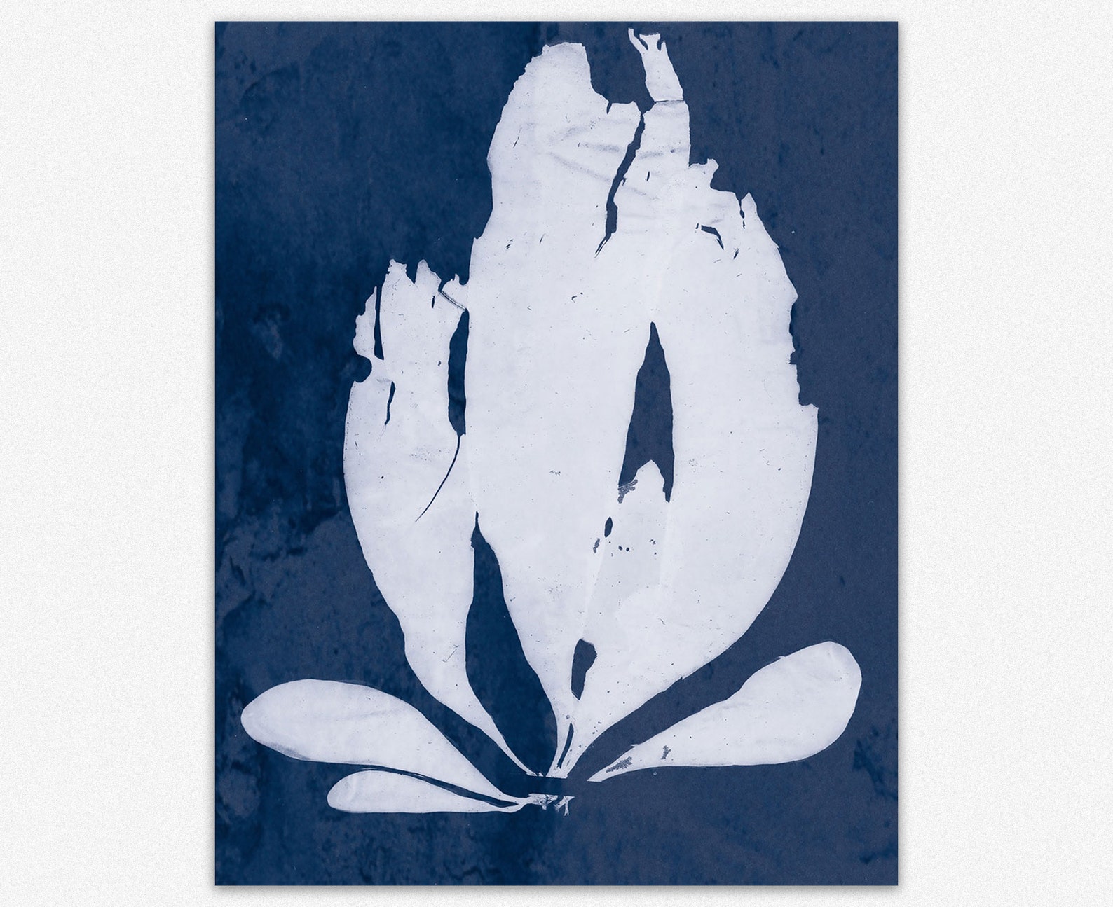 Cyanotype Print Blue and White Art by Anna Atkins Iridaea - Etsy