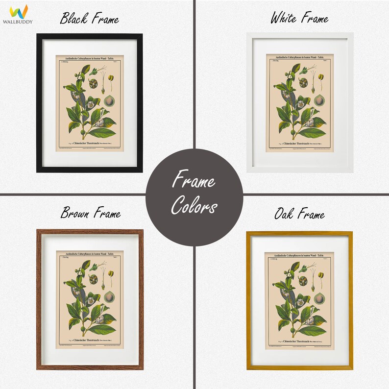 Tea Tree Botanical Print Tea Botanical Wall Art Thea Chinensis - Etsy