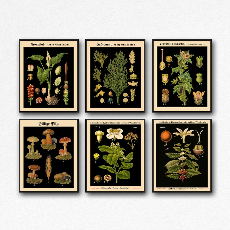Botanical Poster - Etsy