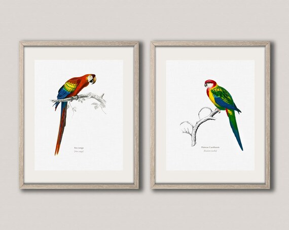 Bird Prints Set of 2 Bird Prints Bird Illustrations Exotic | Etsy