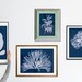 Cyanotype Prints Set of 4 Cyanotype Botanical Prints From - Etsy