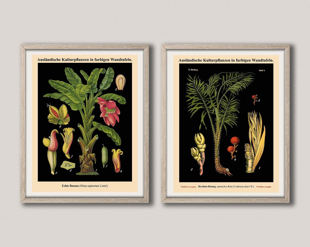 German Botanical Print Set of 2 Botanical Wall Art Prints Botany Decor ...