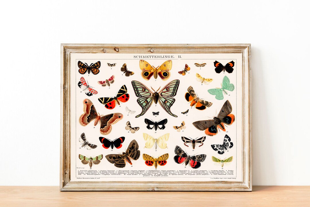 Butterfly Species Butterfly Botanical Print Butterfly Vintage Style ...