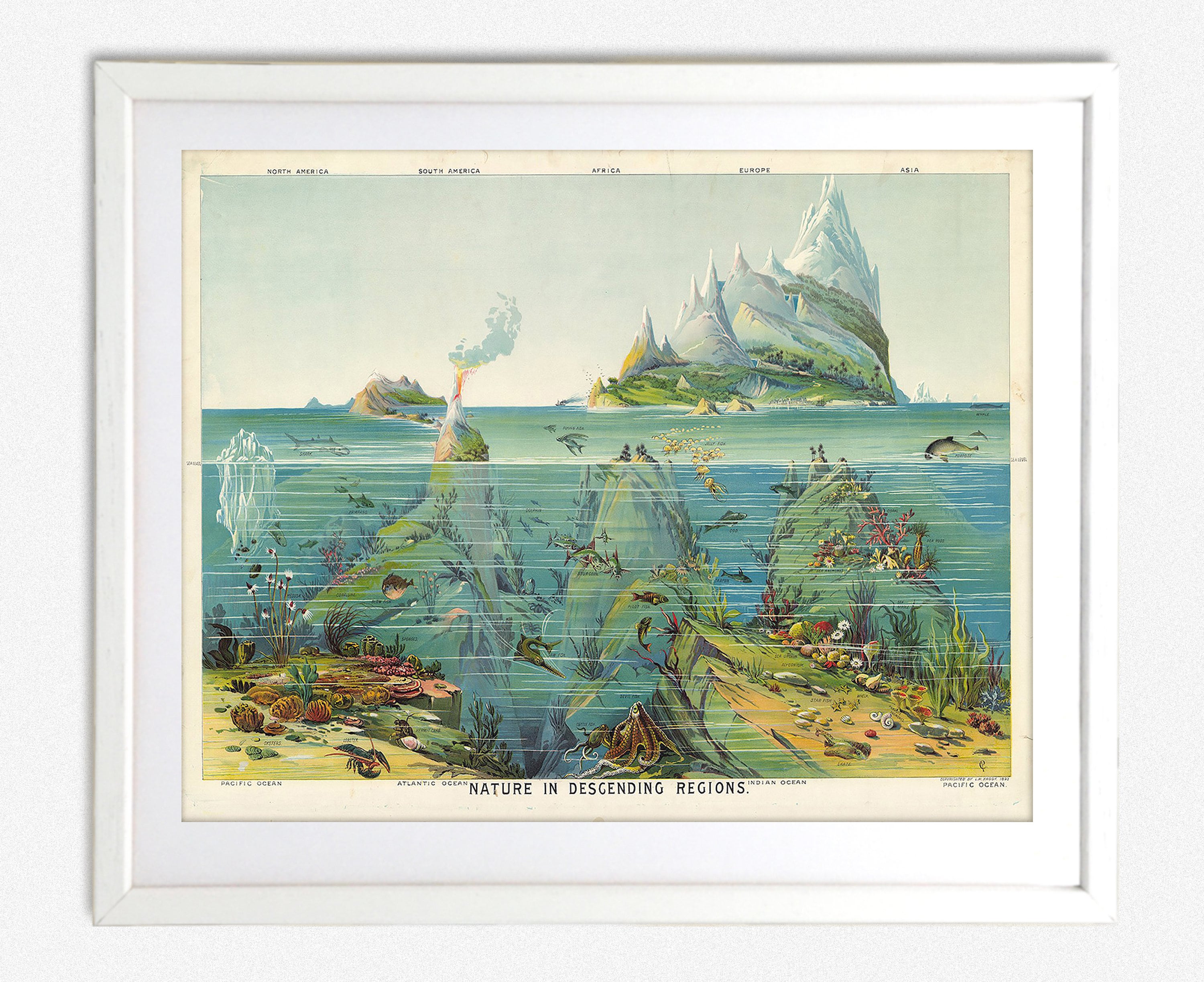 Ocean Poster Sea Life Aquatic Poster Vintage Ocean Wall Art | Etsy