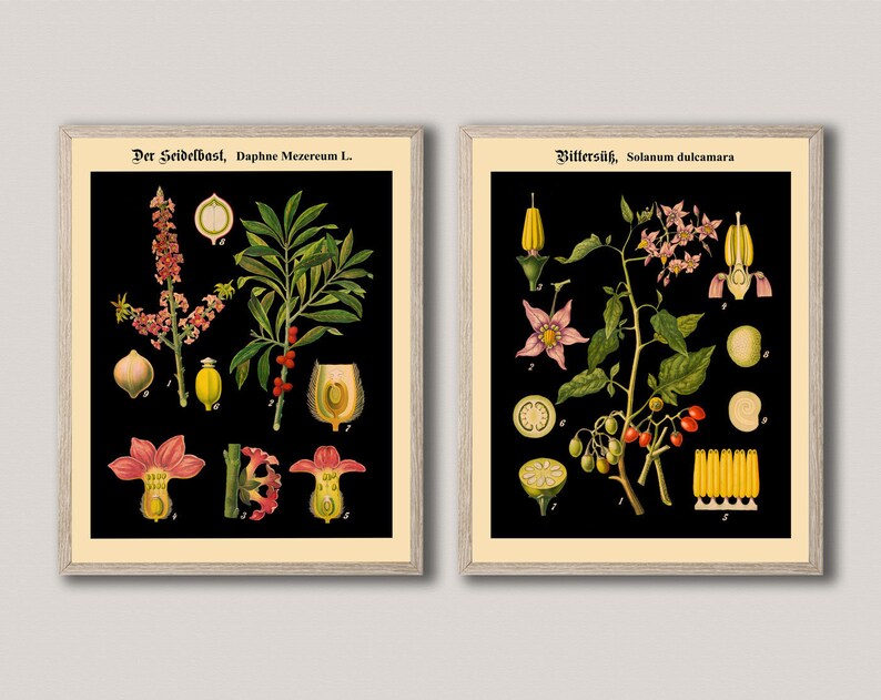 Botanical Charts Set of 2 Educational Botanical Charts Rare - Etsy