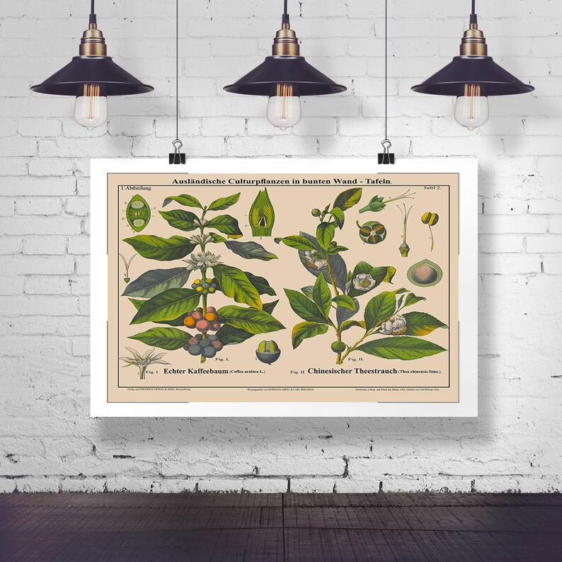 Tea and Coffee Plant Botanical Print Rare Coffee Decor Cafe - Etsy
