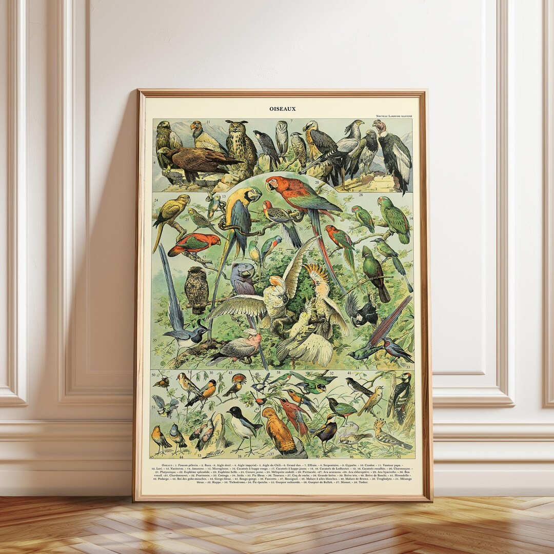 Bird Posters Vintage French Country Colorful Botanical Bird Prints ...