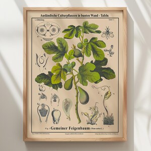 Fig Tree Botanical Drawing Rare Fig Tree Botanical Wall Art - Poster ...